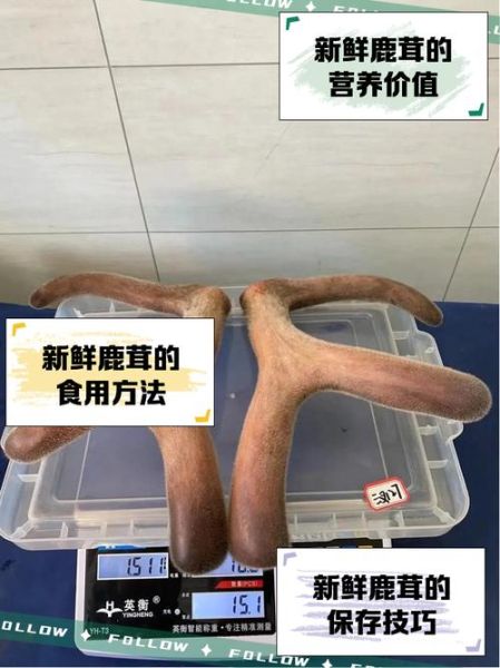 鲜鹿茸多少钱一克_鲜鹿茸价格怎么算-第1张图片-山城妙识 鲜鹿茸多少钱一克_鲜鹿茸价格怎么算-第1张图片-山城妙识