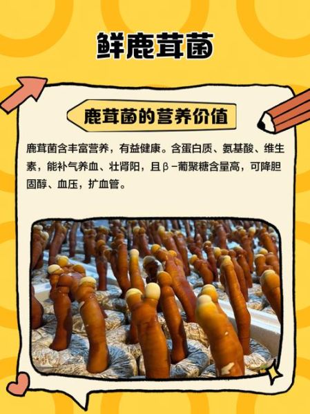 鲜鹿茸多少钱一克_鲜鹿茸价格怎么算-第2张图片-山城妙识 鲜鹿茸多少钱一克_鲜鹿茸价格怎么算-第2张图片-山城妙识