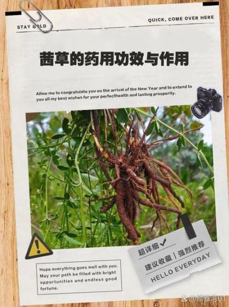 茜草的功效与作用禁忌_茜草泡水喝的正确方法-第1张图片-山城妙识 茜草的功效与作用禁忌_茜草泡水喝的正确方法-第1张图片-山城妙识