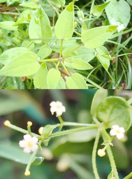 茜草的功效与作用禁忌_茜草泡水喝的正确方法-第3张图片-山城妙识 茜草的功效与作用禁忌_茜草泡水喝的正确方法-第3张图片-山城妙识