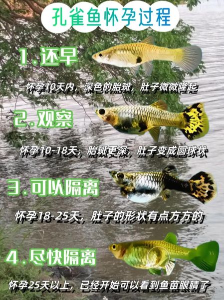 孔雀鱼怀孕多久生小鱼_孔雀鱼繁殖周期全解析-第1张图片-山城妙识 孔雀鱼怀孕多久生小鱼_孔雀鱼繁殖周期全解析-第1张图片-山城妙识