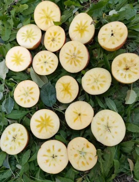 冰糖心苹果和普通苹果有什么区别_哪个更好吃-第2张图片-山城妙识 冰糖心苹果和普通苹果有什么区别_哪个更好吃-第2张图片-山城妙识