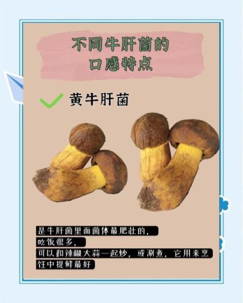 牛肝菌种类有哪些_如何区分牛肝菌-第1张图片-山城妙识