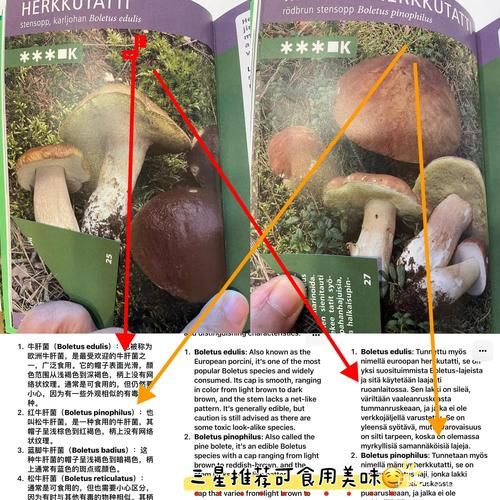 牛肝菌种类有哪些_如何区分牛肝菌-第3张图片-山城妙识