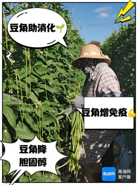 豆角的功效与作用_吃豆角有什么好处-第1张图片-山城妙识