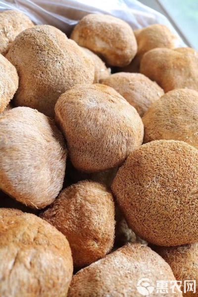 干猴头菇多少钱一斤_干猴头菇价格受哪些因素影响-第1张图片-山城妙识