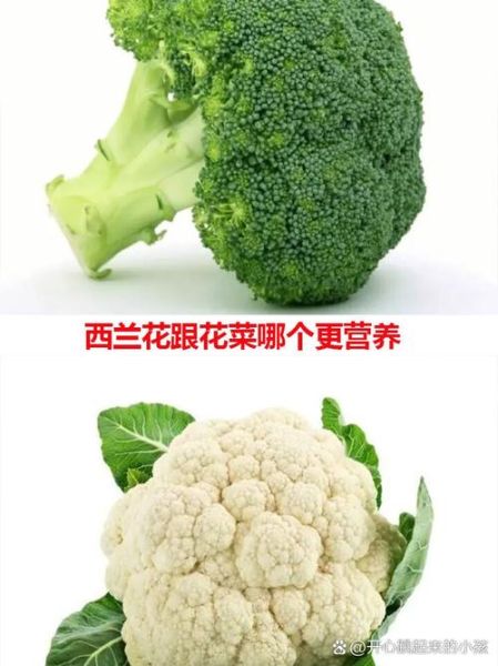 菜花和西兰花的区别_哪个营养价值更高-第3张图片-山城妙识