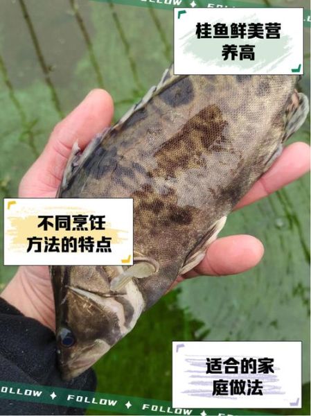 野生桂鱼图片_如何分辨真假-第2张图片-山城妙识 野生桂鱼图片_如何分辨真假-第2张图片-山城妙识