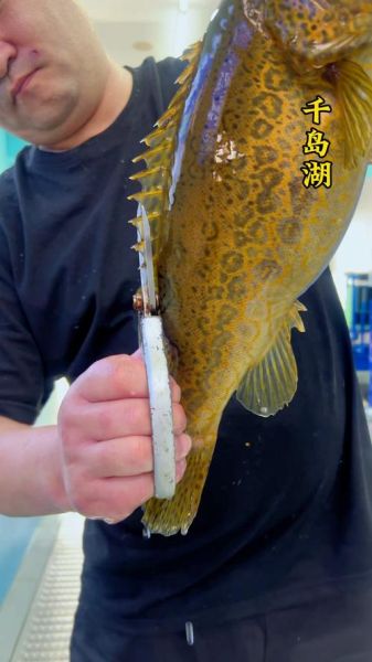 野生桂鱼图片_如何分辨真假-第3张图片-山城妙识 野生桂鱼图片_如何分辨真假-第3张图片-山城妙识