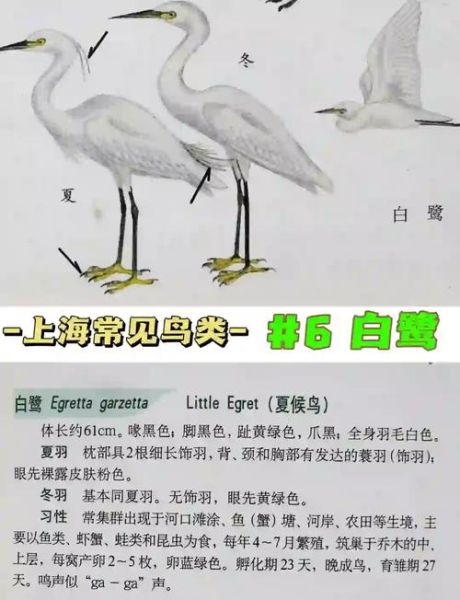 白鹭吃什么食物_白鹭的觅食习性-第1张图片-山城妙识