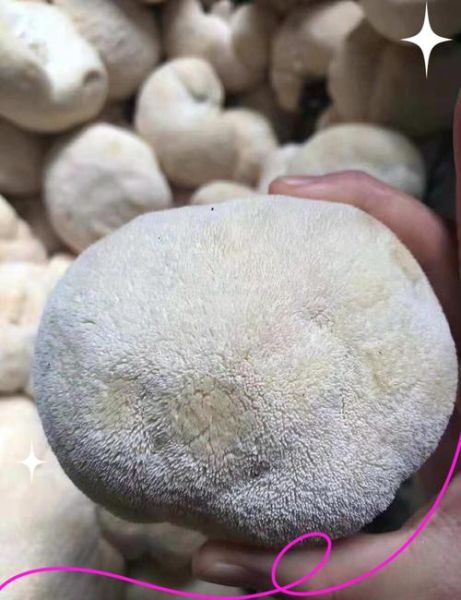 猴头菇炖鸡肉的功效与作用_猴头菇炖鸡适合什么人吃-第3张图片-山城妙识