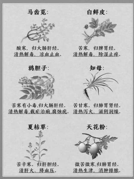 中草药图片大全名称和作用_如何快速识别-第1张图片-山城妙识