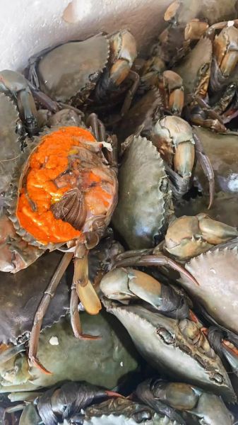 2斤多青蟹多少钱_青蟹价格怎么算-第3张图片-山城妙识