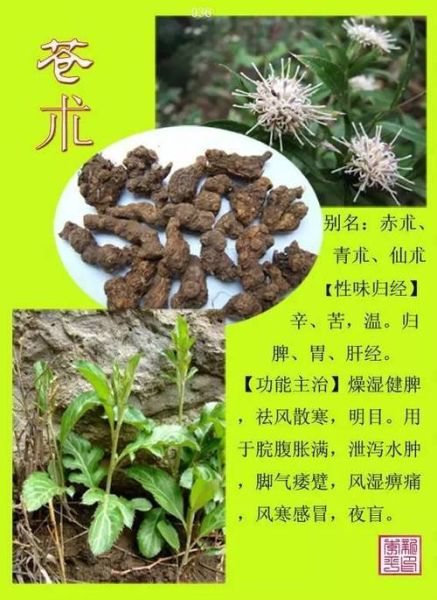中草药图片大全名称和作用_如何快速识别-第3张图片-山城妙识