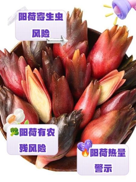 阳荷的功效与作用禁忌_阳荷什么人不能吃-第3张图片-山城妙识