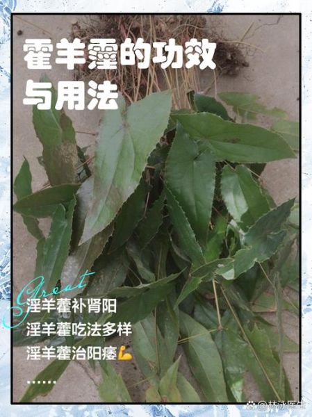 男人霪羊藿吃了一个月效果_霪羊藿能提高性功能吗-第1张图片-山城妙识