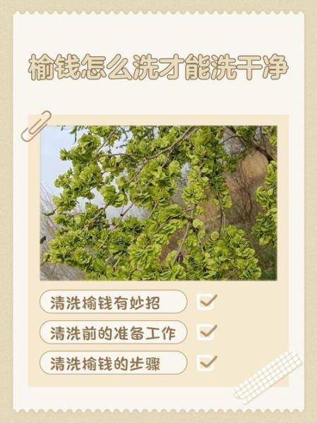 榆钱怎么清洗干净_榆钱清洗的正确方法-第1张图片-山城妙识 榆钱怎么清洗干净_榆钱清洗的正确方法-第1张图片-山城妙识