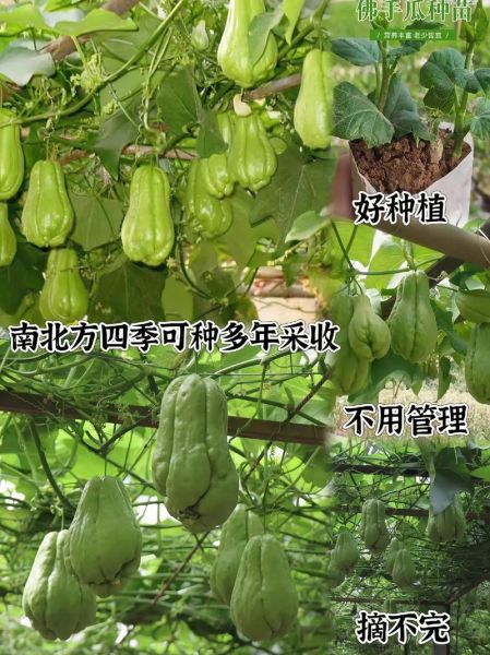 佛手瓜苗龙须菜的功效与作用_怎么吃最健康-第1张图片-山城妙识 佛手瓜苗龙须菜的功效与作用_怎么吃最健康-第1张图片-山城妙识