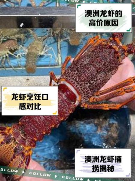 澳大利亚龙虾泛滥怎么办_澳洲龙虾价格暴跌原因-第1张图片-山城妙识