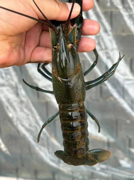 澳大利亚龙虾泛滥怎么办_澳洲龙虾价格暴跌原因-第2张图片-山城妙识