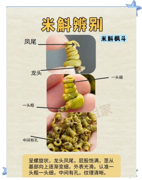 野生石斛图片大全大图_如何辨别真假野生石斛-第1张图片-山城妙识