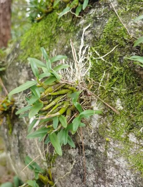 野生石斛图片大全大图_如何辨别真假野生石斛-第3张图片-山城妙识