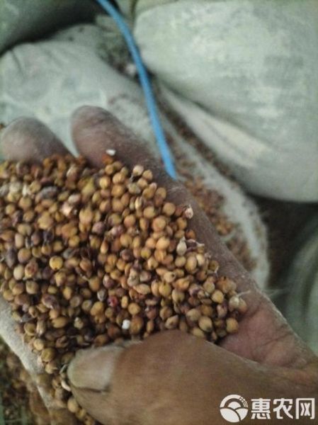 高粱价格最新行情_高粱多少钱一斤-第2张图片-山城妙识