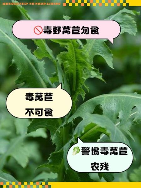 莴苣叶有毒吗_莴苣叶能吃吗-第2张图片-山城妙识 莴苣叶有毒吗_莴苣叶能吃吗-第2张图片-山城妙识