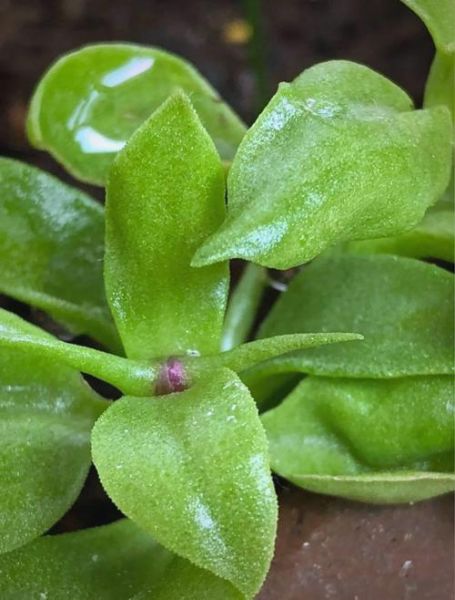 吃穿心莲的禁忌有哪些_哪些人不能吃穿心莲-第3张图片-山城妙识 吃穿心莲的禁忌有哪些_哪些人不能吃穿心莲-第3张图片-山城妙识