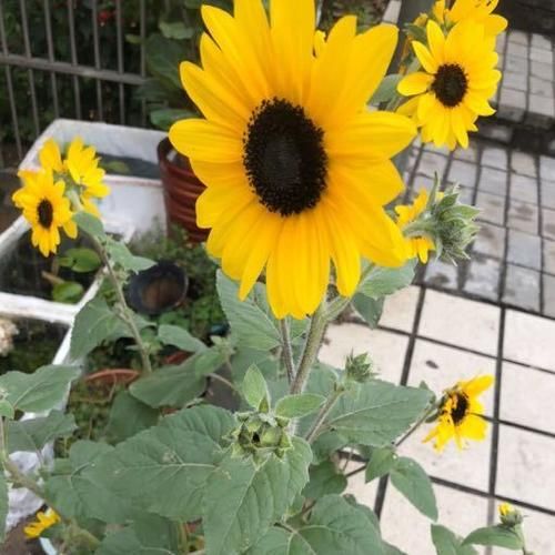 芋圆柚子是什么梗_芋圆柚子梗出处-第3张图片-山城妙识