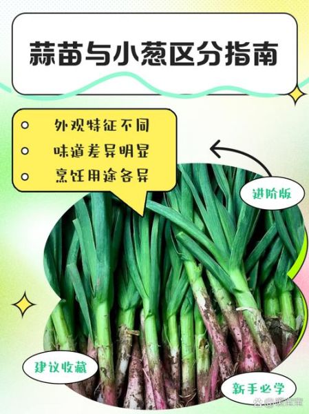 葱和蒜的区别_葱蒜怎么区分-第1张图片-山城妙识 葱和蒜的区别_葱蒜怎么区分-第1张图片-山城妙识