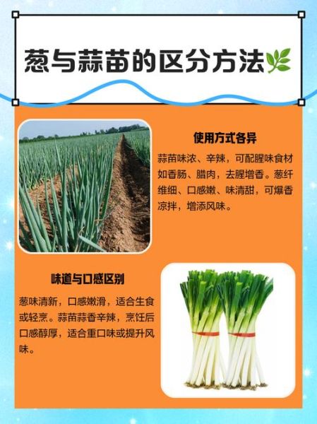 葱和蒜的区别_葱蒜怎么区分-第2张图片-山城妙识 葱和蒜的区别_葱蒜怎么区分-第2张图片-山城妙识