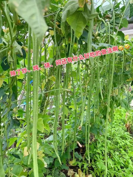 豇豆读音是什么_豇豆拼音怎么拼写-第2张图片-山城妙识