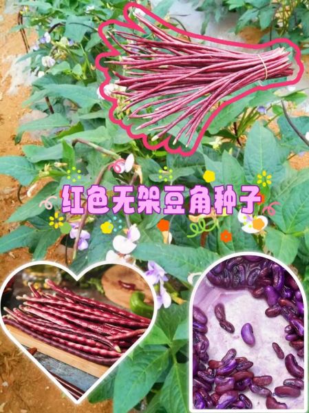 红豆角拼团怎么玩_红豆角拼团靠谱吗-第1张图片-山城妙识