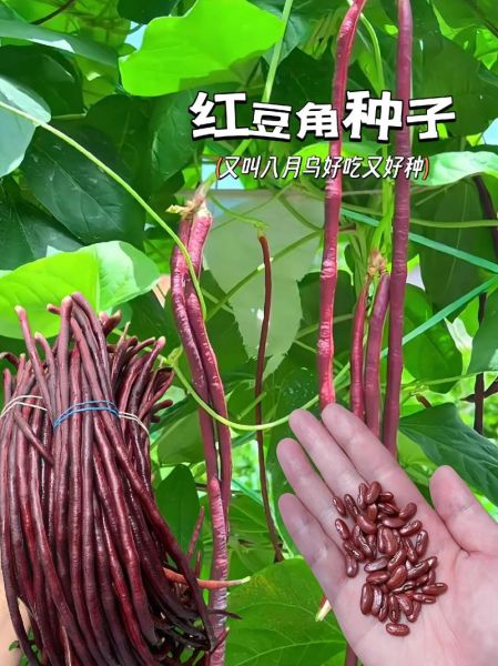 红豆角拼团怎么玩_红豆角拼团靠谱吗-第2张图片-山城妙识