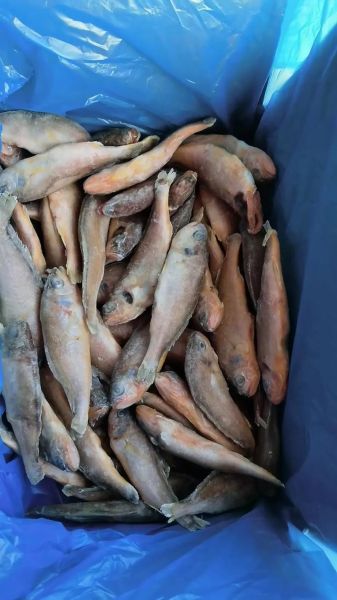 小黄鱼一斤多少条_小黄鱼一斤几条-第3张图片-山城妙识 小黄鱼一斤多少条_小黄鱼一斤几条-第3张图片-山城妙识