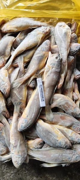 小黄鱼一斤多少条_小黄鱼一斤几条-第1张图片-山城妙识 小黄鱼一斤多少条_小黄鱼一斤几条-第1张图片-山城妙识