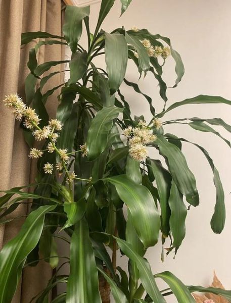 巴西木开花吗_巴西木多久开花-第1张图片-山城妙识 巴西木开花吗_巴西木多久开花-第1张图片-山城妙识