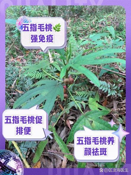 五指毛桃有毒吗_五指毛桃中毒症状-第1张图片-山城妙识