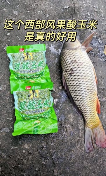 青鱼吃玉米吗_玉米钓青鱼技巧-第3张图片-山城妙识 青鱼吃玉米吗_玉米钓青鱼技巧-第3张图片-山城妙识