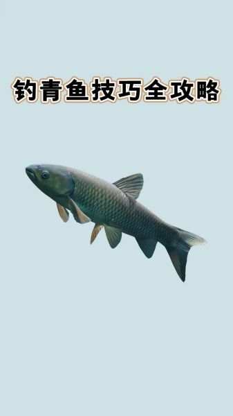 青鱼吃玉米吗_玉米钓青鱼技巧-第1张图片-山城妙识 青鱼吃玉米吗_玉米钓青鱼技巧-第1张图片-山城妙识