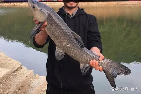 青鱼吃玉米吗_玉米钓青鱼技巧-第2张图片-山城妙识 青鱼吃玉米吗_玉米钓青鱼技巧-第2张图片-山城妙识