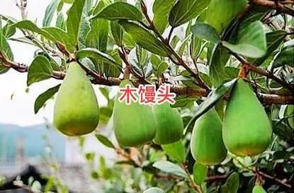 木馒头别名是什么_木馒头有哪些功效与作用-第2张图片-山城妙识 木馒头别名是什么_木馒头有哪些功效与作用-第2张图片-山城妙识