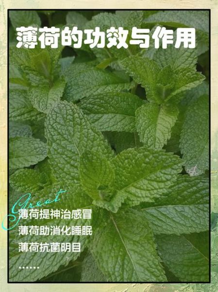 薄荷的功效与作用及副作用_孕妇能吃吗-第1张图片-山城妙识