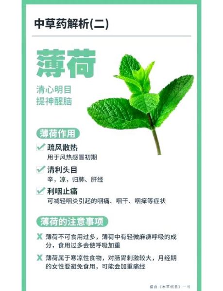 薄荷的功效与作用及副作用_孕妇能吃吗-第2张图片-山城妙识