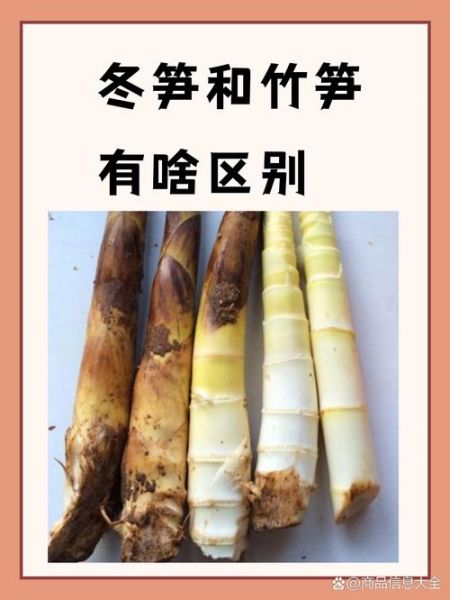 冬笋和春笋有什么区别_哪个更鲜嫩-第1张图片-山城妙识