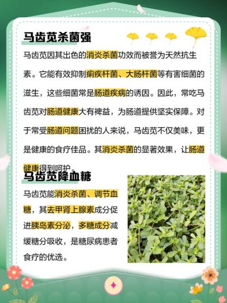 马苋菜图片功效与作用_马苋菜怎么吃最营养-第2张图片-山城妙识 马苋菜图片功效与作用_马苋菜怎么吃最营养-第2张图片-山城妙识