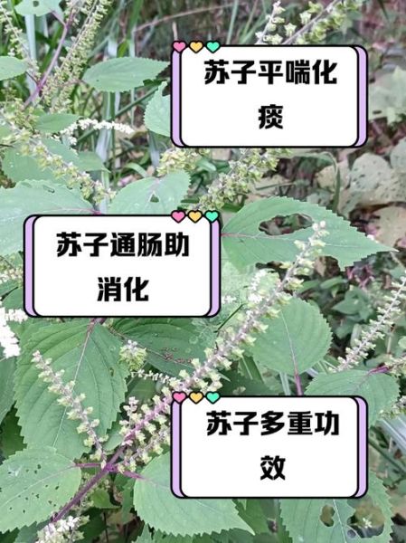 苏子有什么功效与作用_苏子怎么吃效果最好-第1张图片-山城妙识 苏子有什么功效与作用_苏子怎么吃效果最好-第1张图片-山城妙识