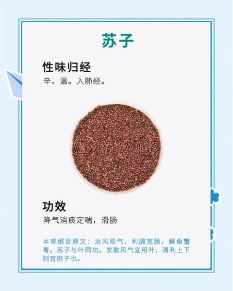 苏子有什么功效与作用_苏子怎么吃效果最好-第2张图片-山城妙识 苏子有什么功效与作用_苏子怎么吃效果最好-第2张图片-山城妙识