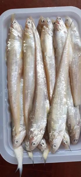 黄河刀鱼多少钱一斤_黄河刀鱼为什么贵-第1张图片-山城妙识 黄河刀鱼多少钱一斤_黄河刀鱼为什么贵-第1张图片-山城妙识